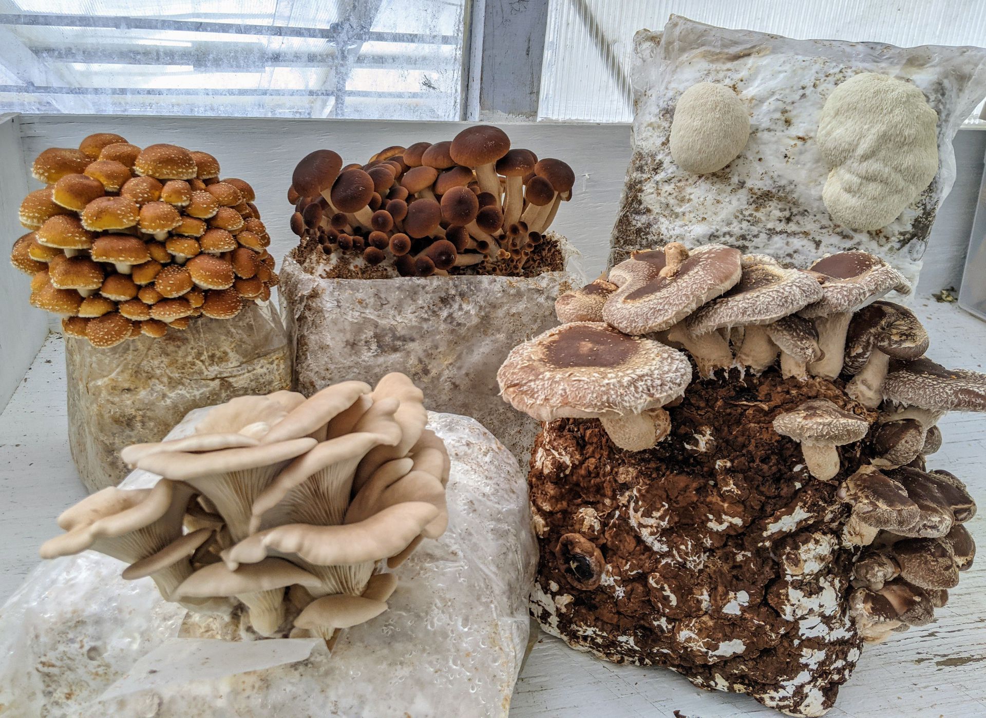 Guides | Mycophile's Garden