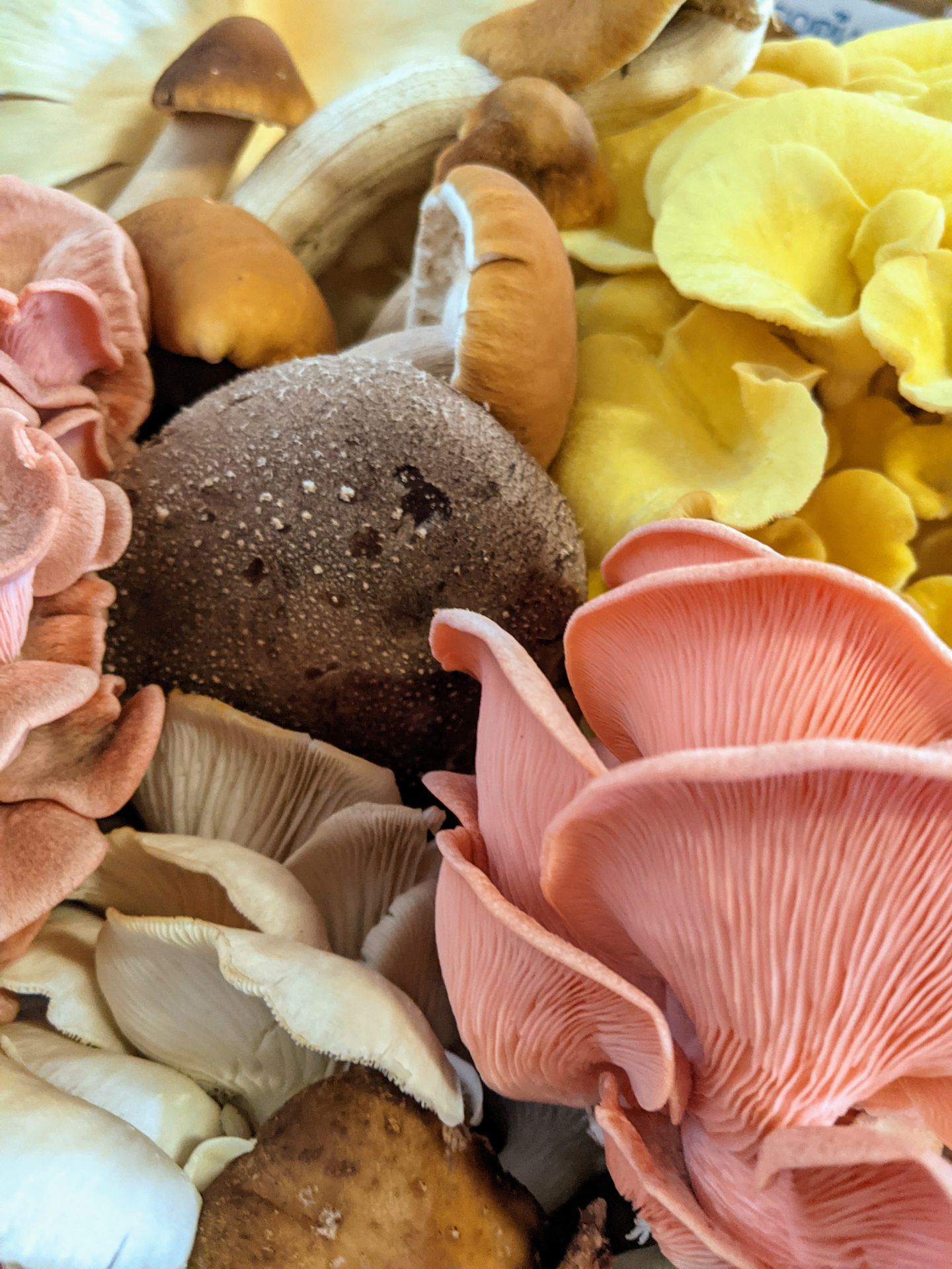 Fungus: Friend, Food, and Medicine | Mycophile's Garden